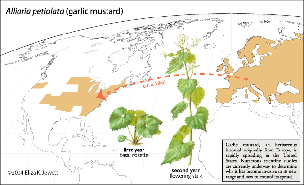 Garlic Mustard Map
